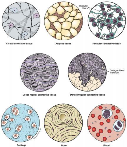 Mammalian Tissues Lab Notebook Students Coursework