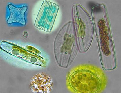SOLUTION: BIOL 1021 Protist Organism Euglena Biology Lab Report - Studypool