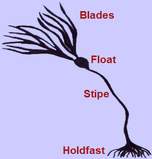 Biology Lab Report - Assignment Den